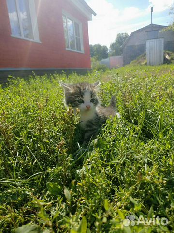 Кошка в дар бесплатно