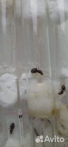 Муравьи для фермы lasius niger