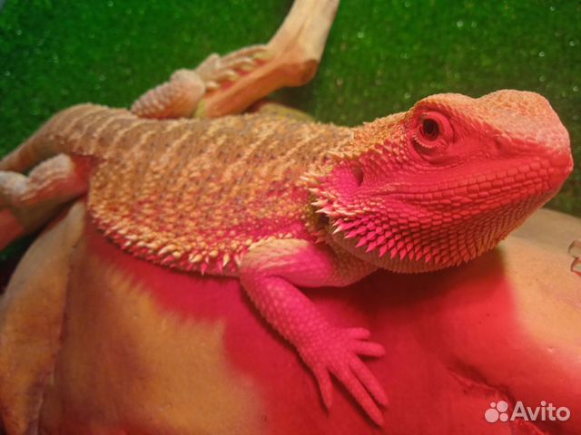 Бородатая агама