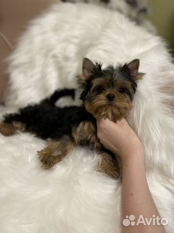 Курносый коротконосый мальчик