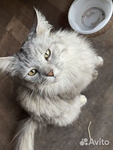 Кошки в добрые руки бесплатно