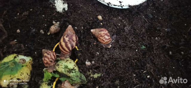 Ахатинские улитки