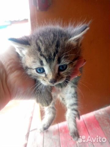 Кошка в дар бесплатно