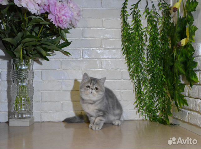 Малыш Мультик