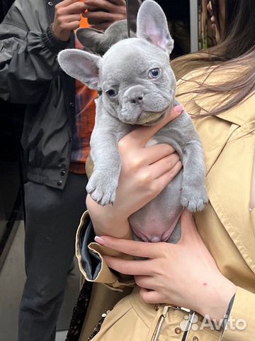 Французский бульдог щенок голубой 2 месяца