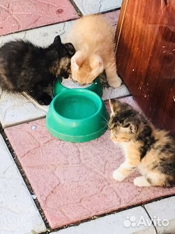 Котята от интеллигентной кошки