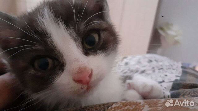 Котёнок