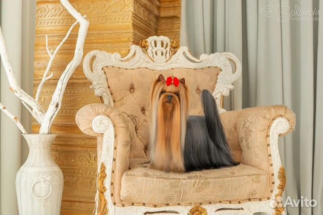 Йоркширский терьер вязка