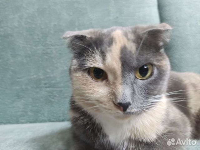 Найденная кошка