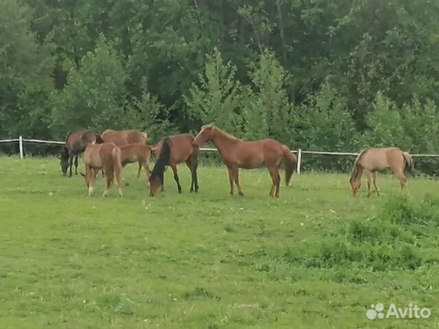 Продам лошадь