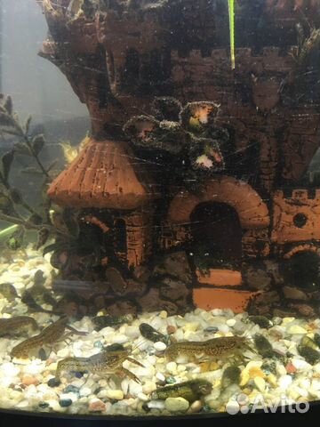 Рачки и раки