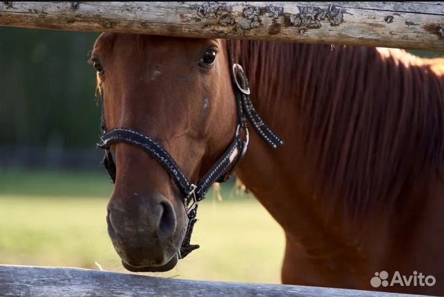 Случка лошади