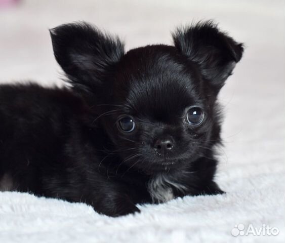 Цыганский барон)