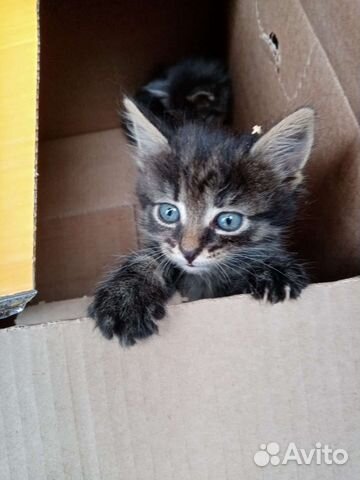 Кошка в дар