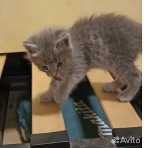 Котенок мальчик, серый тигренок, возраст 1,5 мес