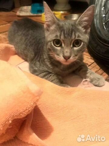 Ласковый мурлыка Степа