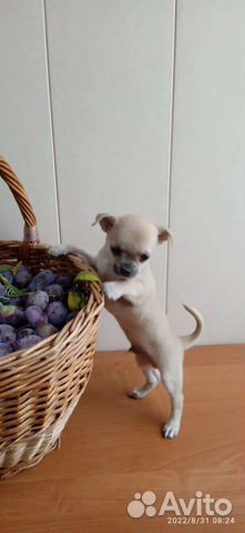 Чихуахуа
