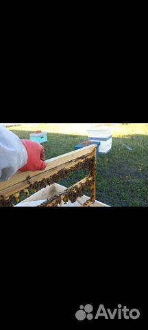 Бакфаст Элгон Не плодные матки