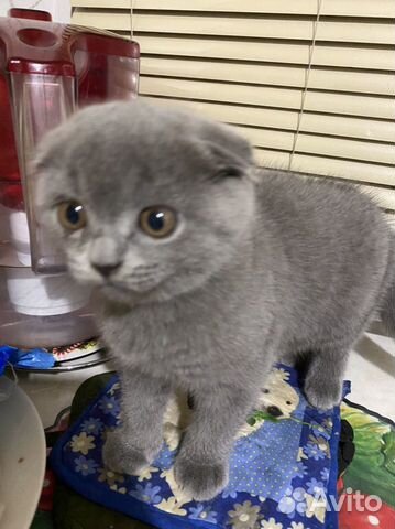 Шотландский вислоухий котёнок