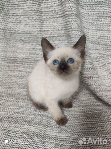 Котенок Сима