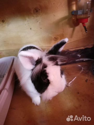 Кролик декоративный с домиком