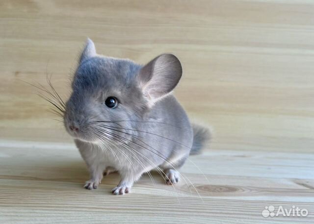 Шиншилла мальчик фиолет нС