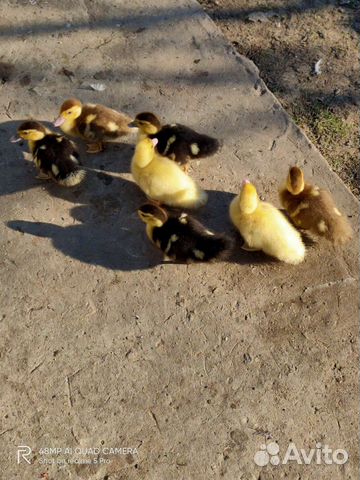 Индоутята подростки