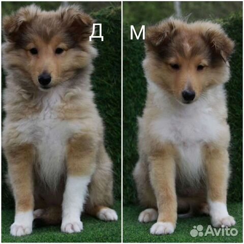 Шелти ркф, мальчик и девочка
