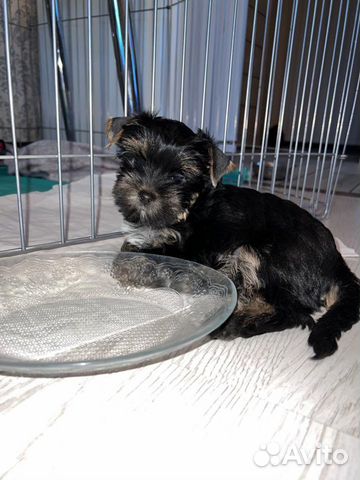 Йорк девочки