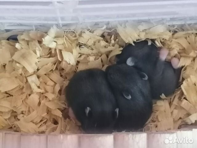 Отдам хомяков за шоколадку