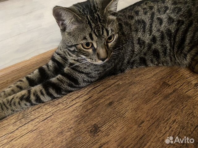 Отдам кота бенгала в добрые руки