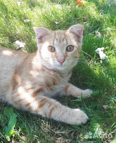 Активный рыжий котенок 3,5 мес в добрые руки