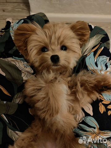 Корейские медвежата Мальтипу