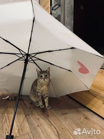 Кошка Мася в добрые руки