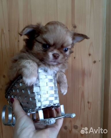 Щенки чихуахуа большой выбор