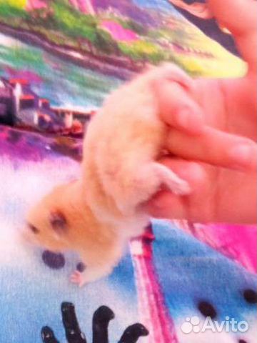 Сирийский хомячок