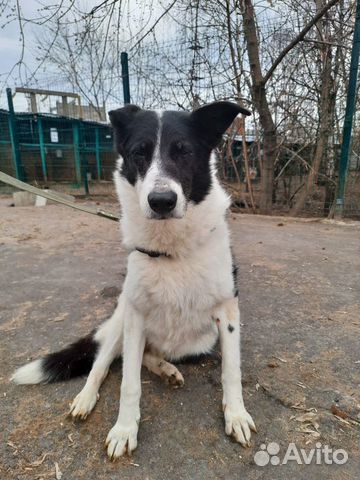 Милая собака мечтает о доме