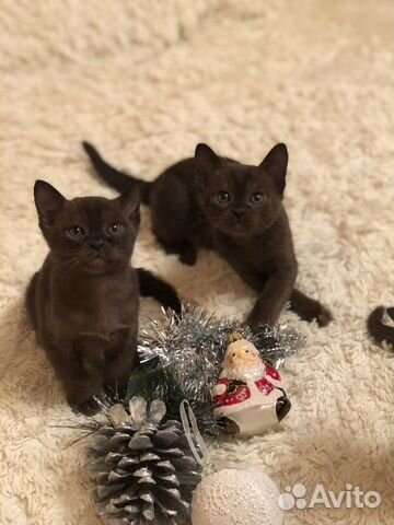 Бурманские котята