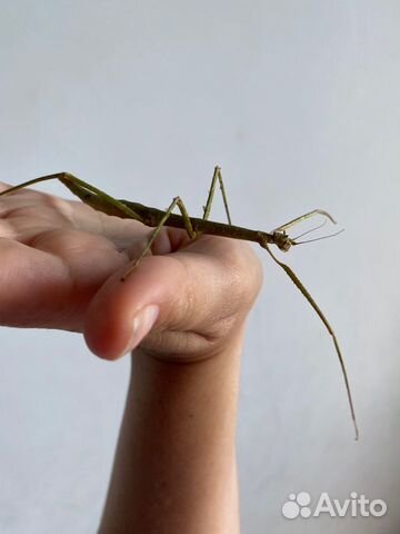 Палочник отдам