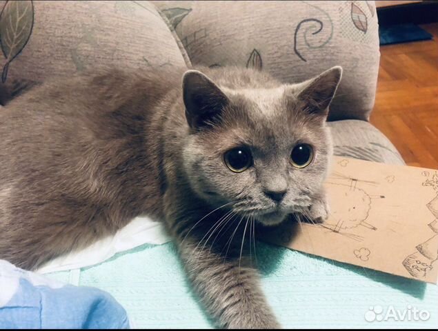 Кошка (братинская) в добрые руки