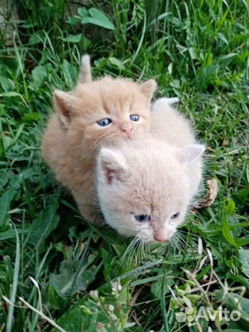 Котята