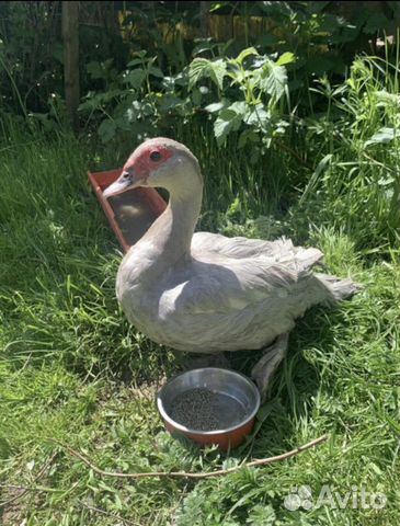 Мускусные утки, утята красивых окрасов