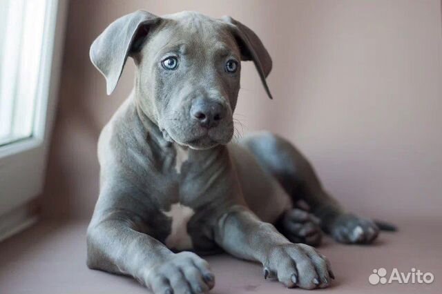 Щенки прайтера