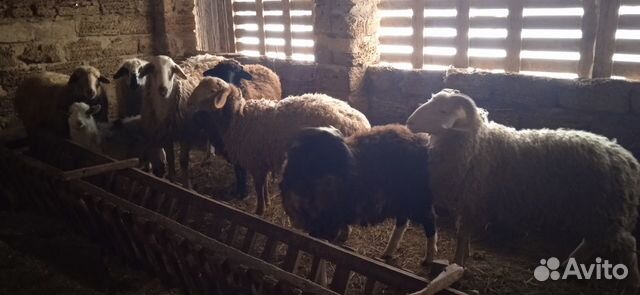 Годовалые кочкары и ярочки