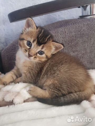 Абиссинская кошка