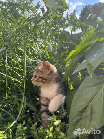 Замечательные котята