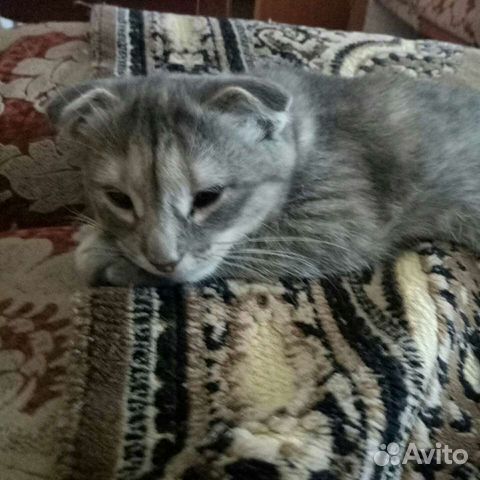 Кошка