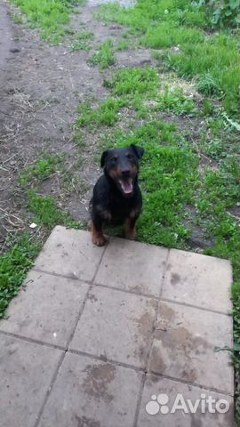 Вязка ягдтерьера