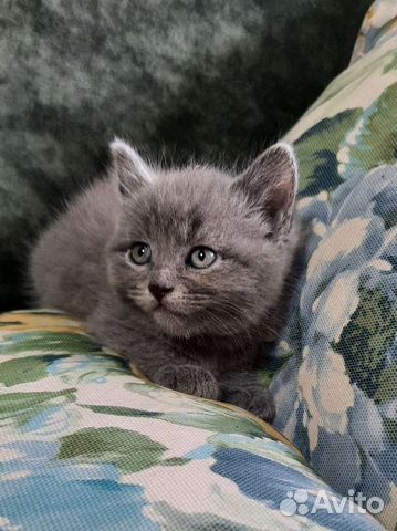 Котята русская голубая бесплатно