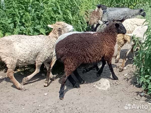 Ягнята баранчики